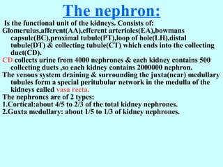 Physio Renal 2. | PPT