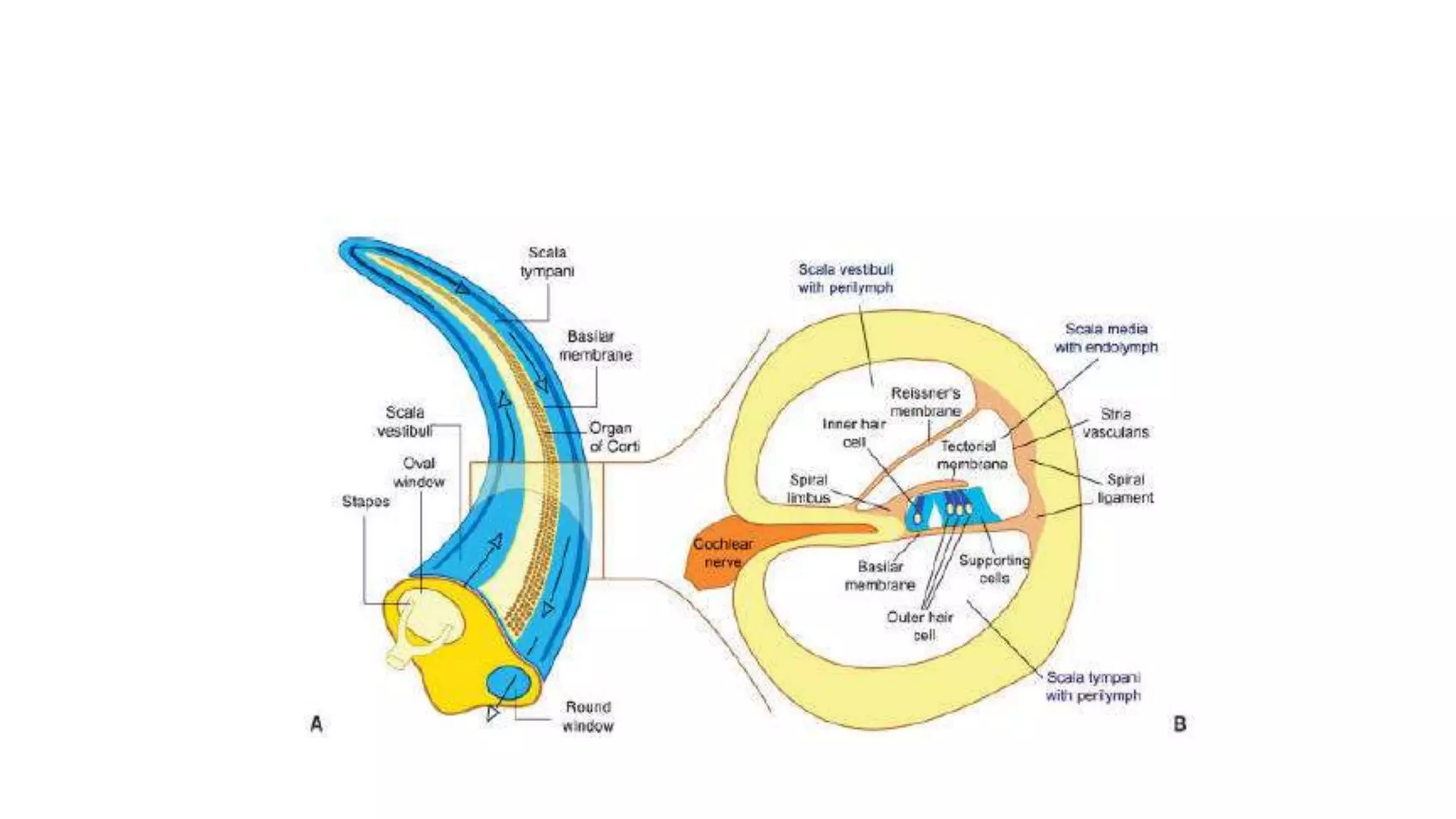 physioanatomy of ear.pptx