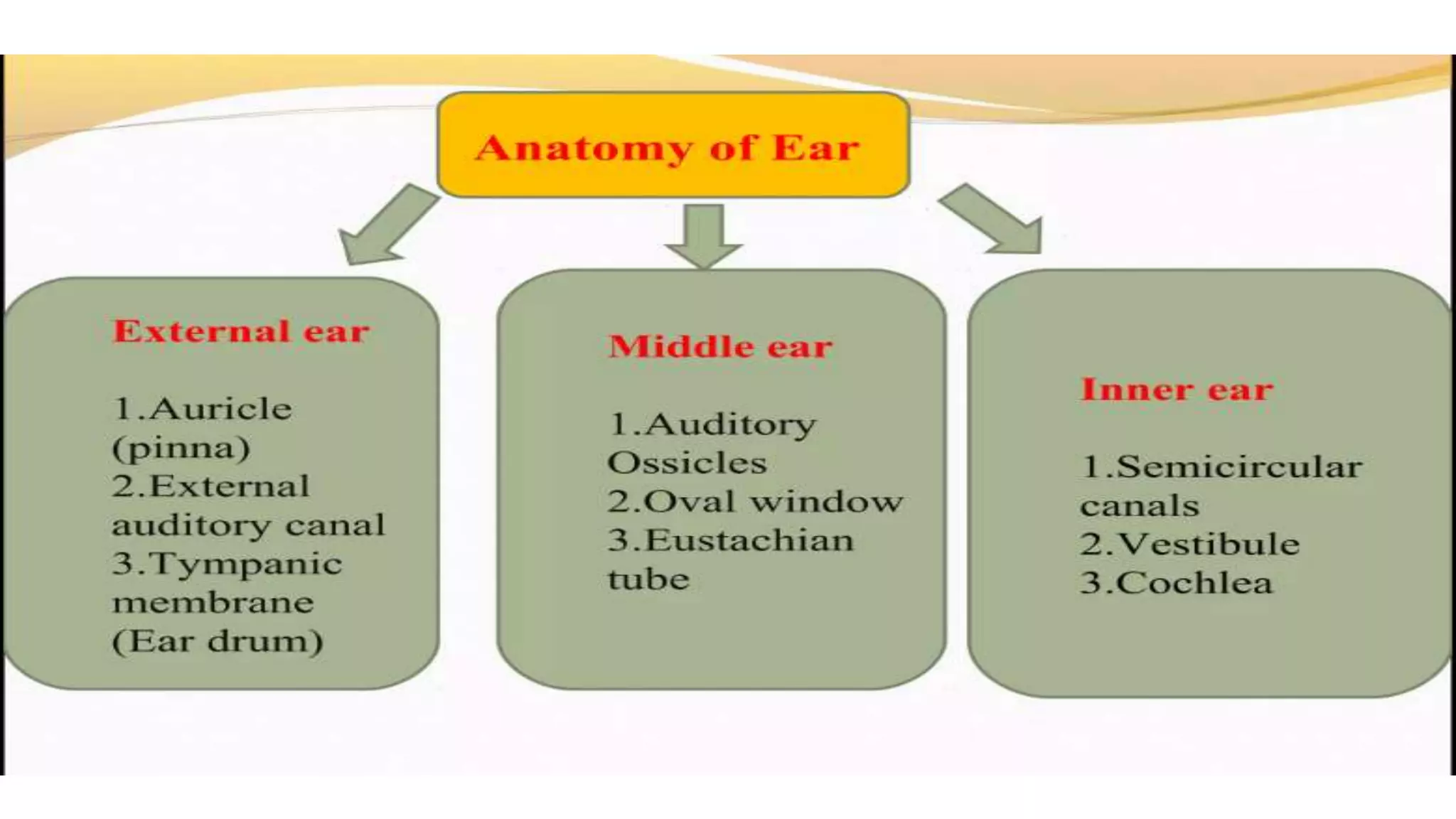 physioanatomy of ear.pptx