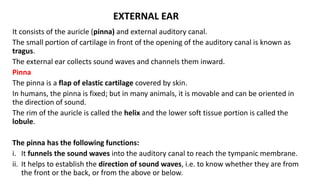 physioanatomy of ear.pptx | Ear, Nose and Throat Conditions | Diseases ...