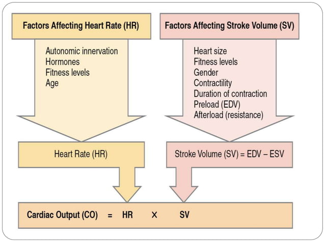 cardiac output | PPTX | Heart and Cardiovascular Diseases | Diseases ...