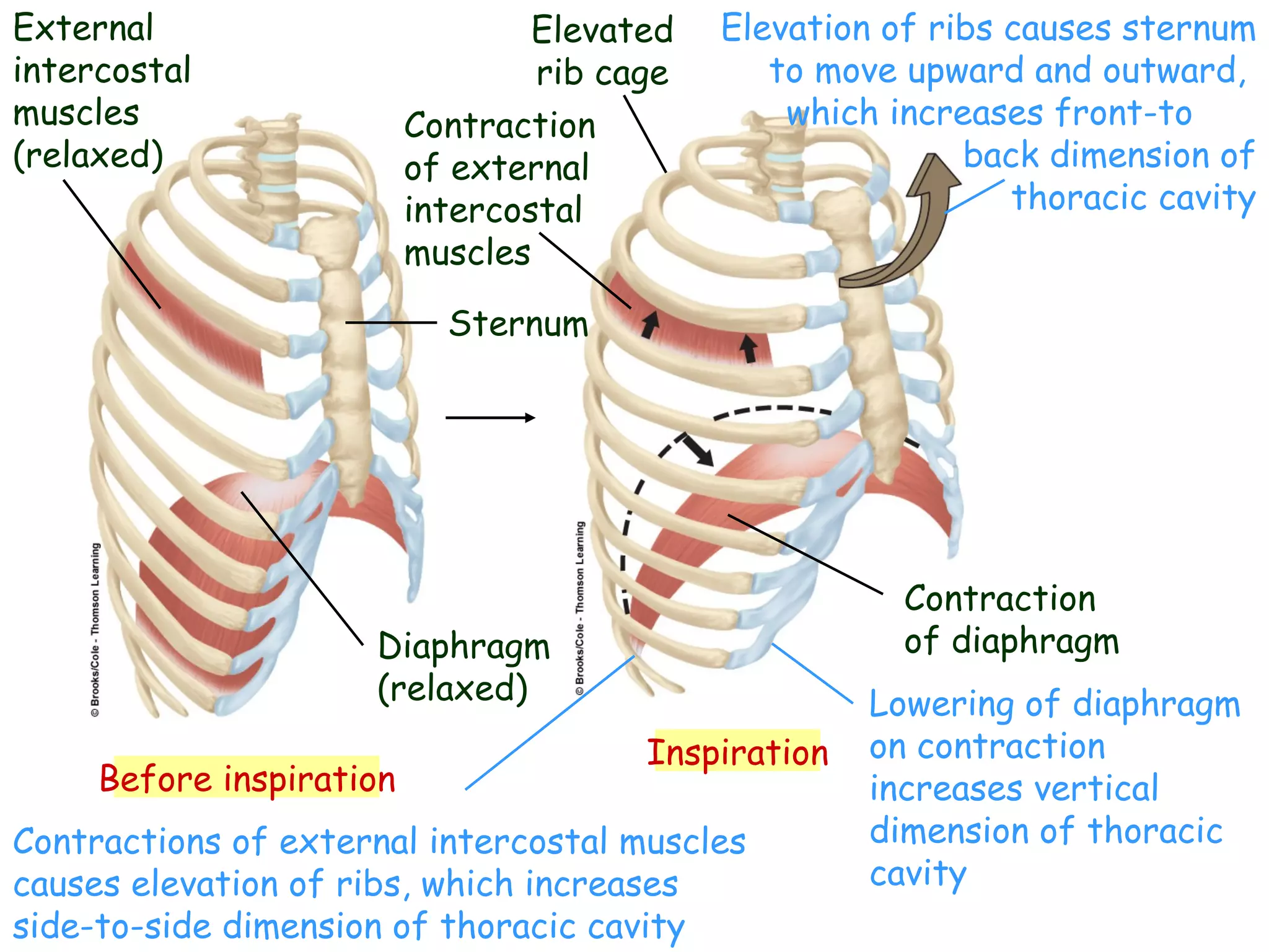 Physio chapter 13 lungs | PPT