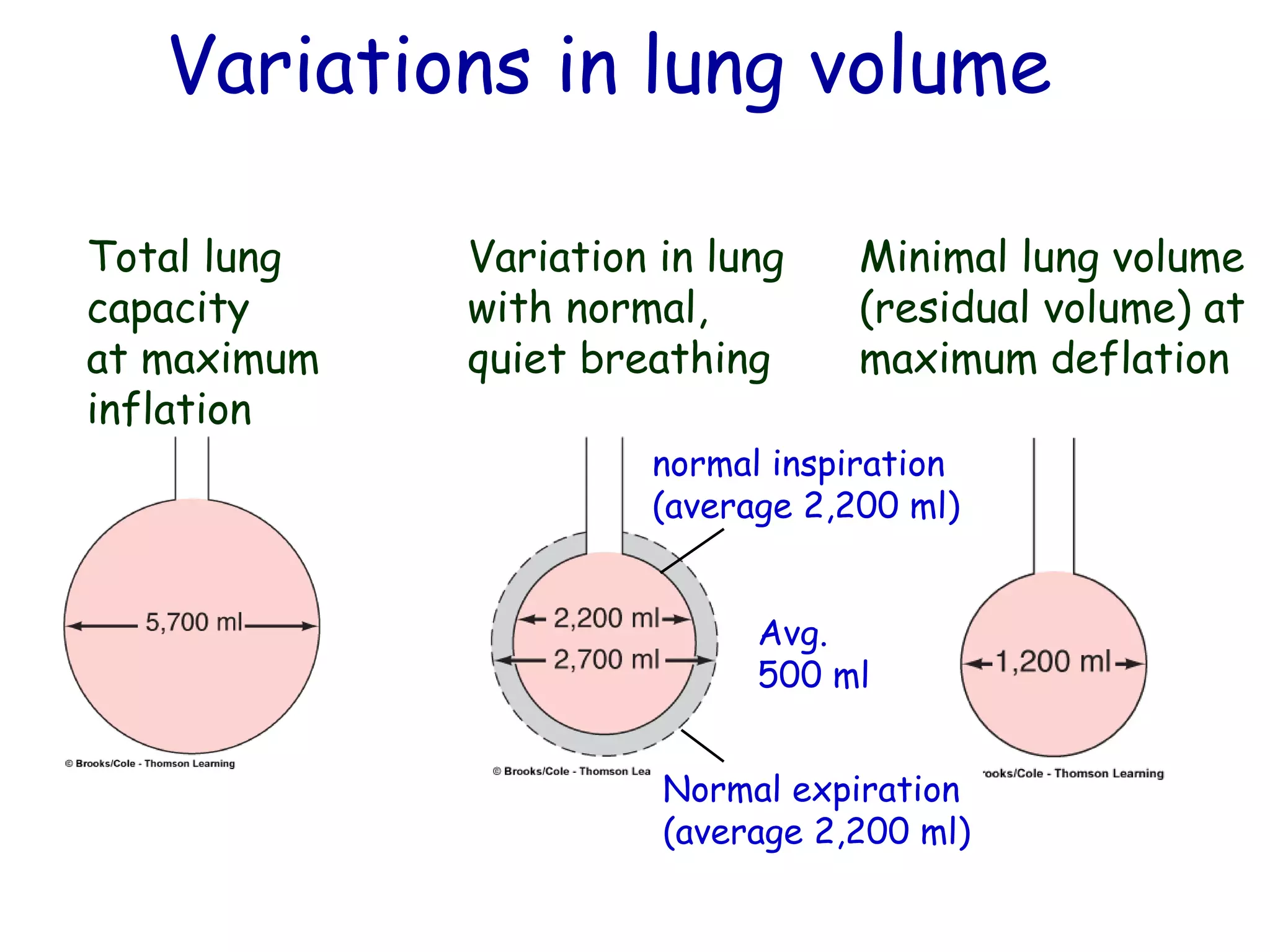 Physio chapter 13 lungs | PPT