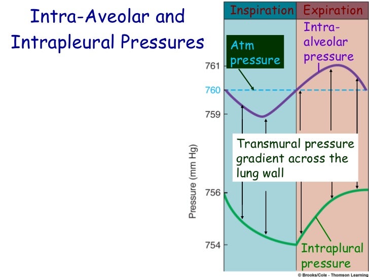 Physio chapter 13 lungs