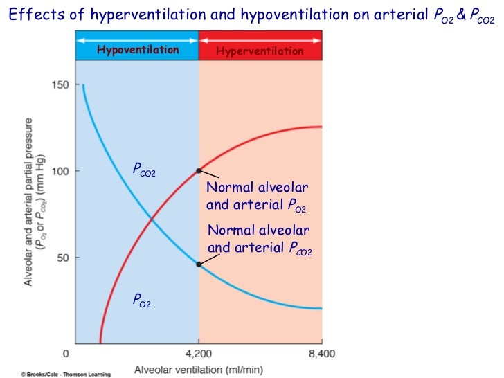 Physio chapter 13 lungs