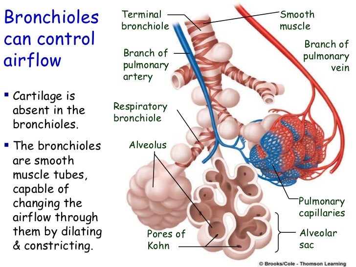 Alveolar Pores