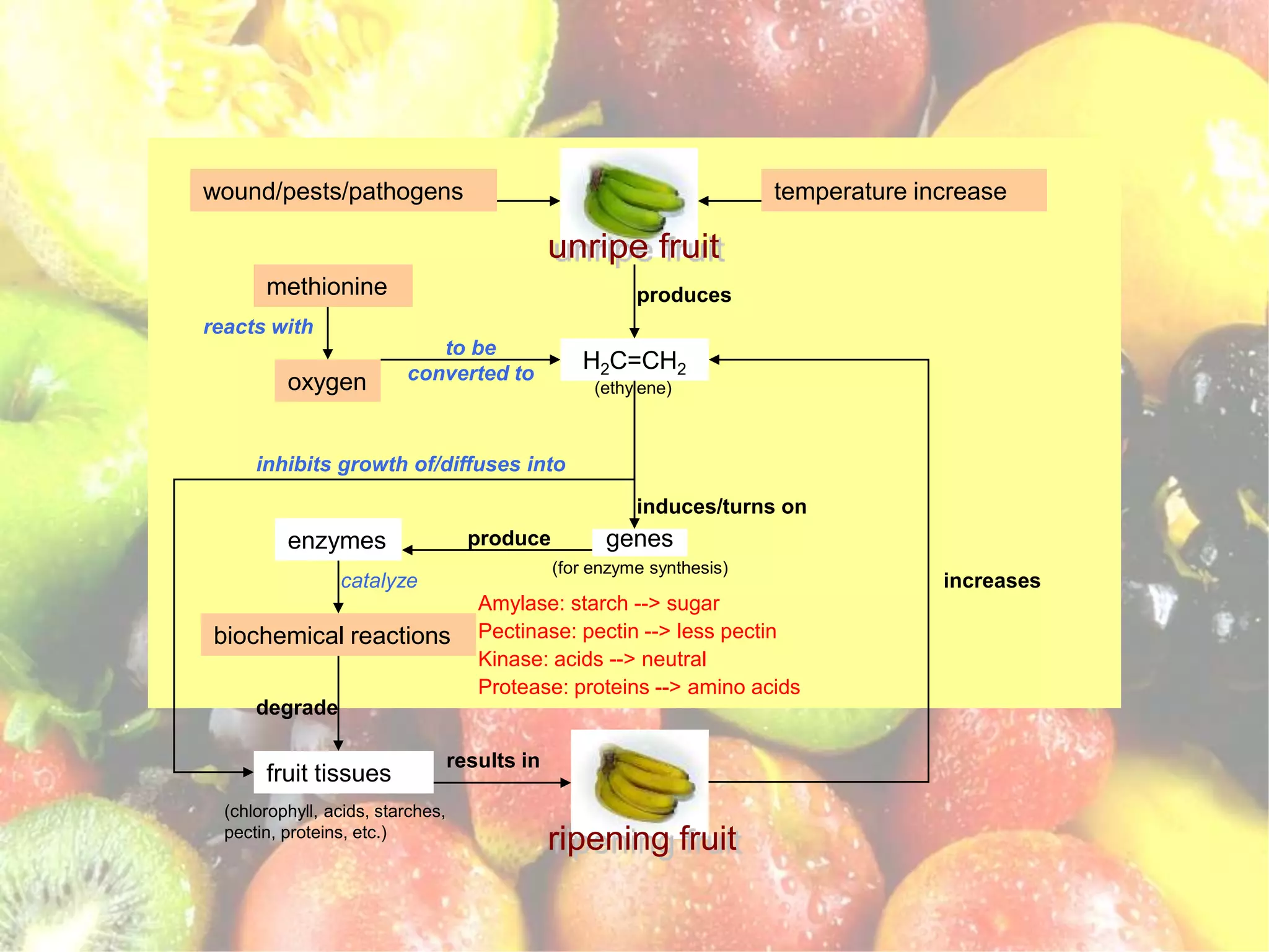 Physiochemical changes in stored food ( non air tight produce ) | PPTX