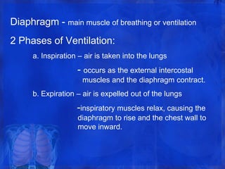 Physio ex respiratory system | PPTX