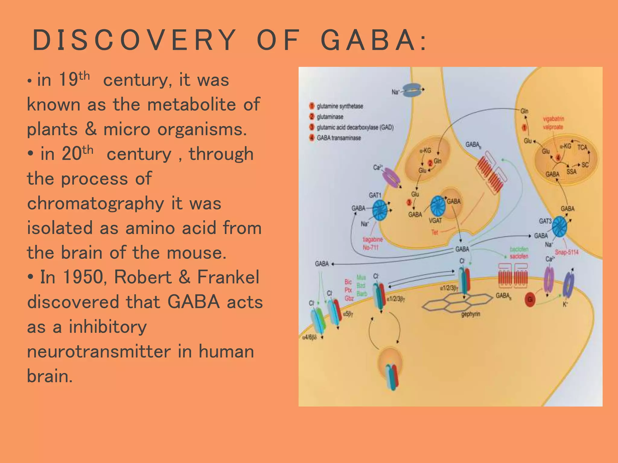 GABA neurotransmitter | PPTX