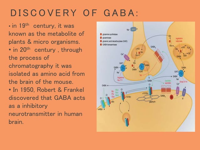 GABA neurotransmitter | PPTX | Brain and Nervous System Disorders ...