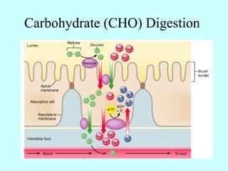 Physio git 9,10 plus mc qs. | PPT