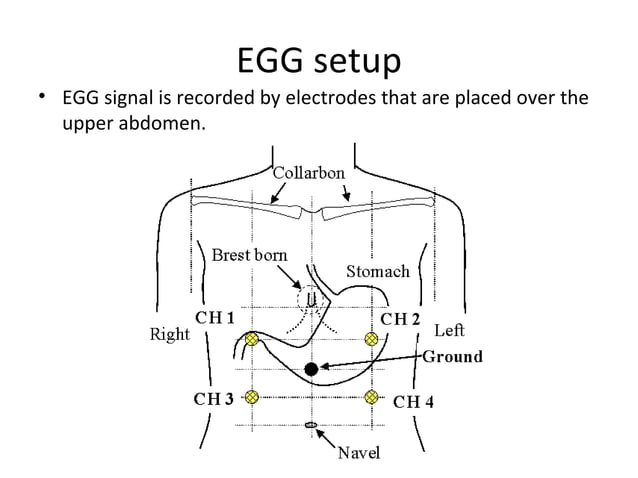 Physio git EGG. | PPT