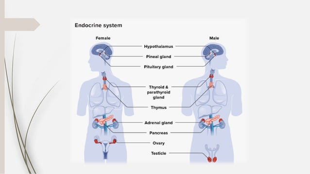 PHYSIO LECTURE 3 part a.pptx endocrine system | PPTX