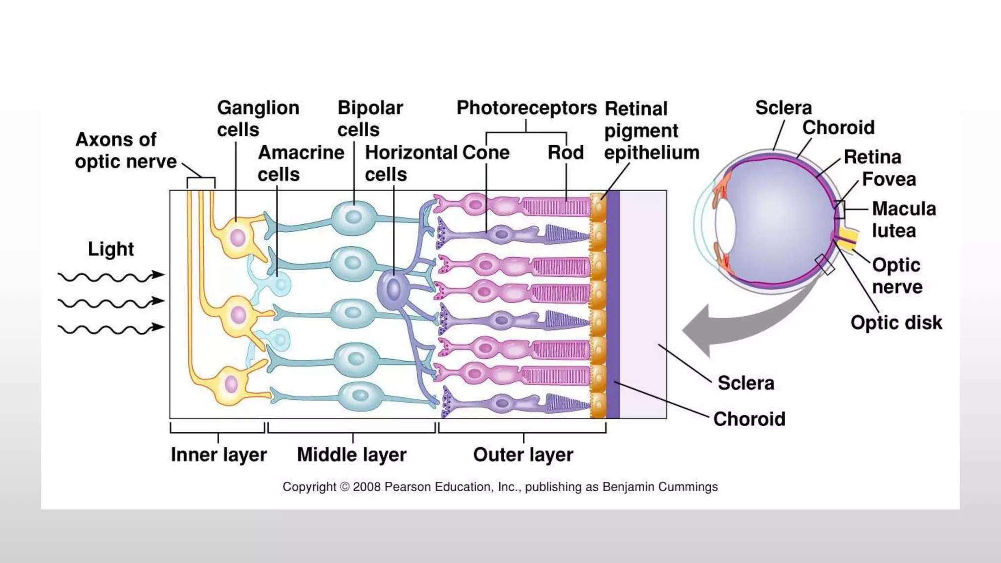 Physiology of vision | PPTX