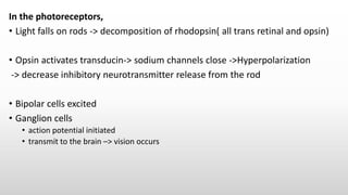 Physiology of vision | PPTX