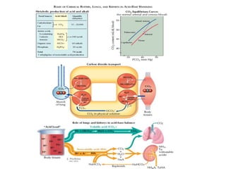 Physiological acid base balance | PPTX