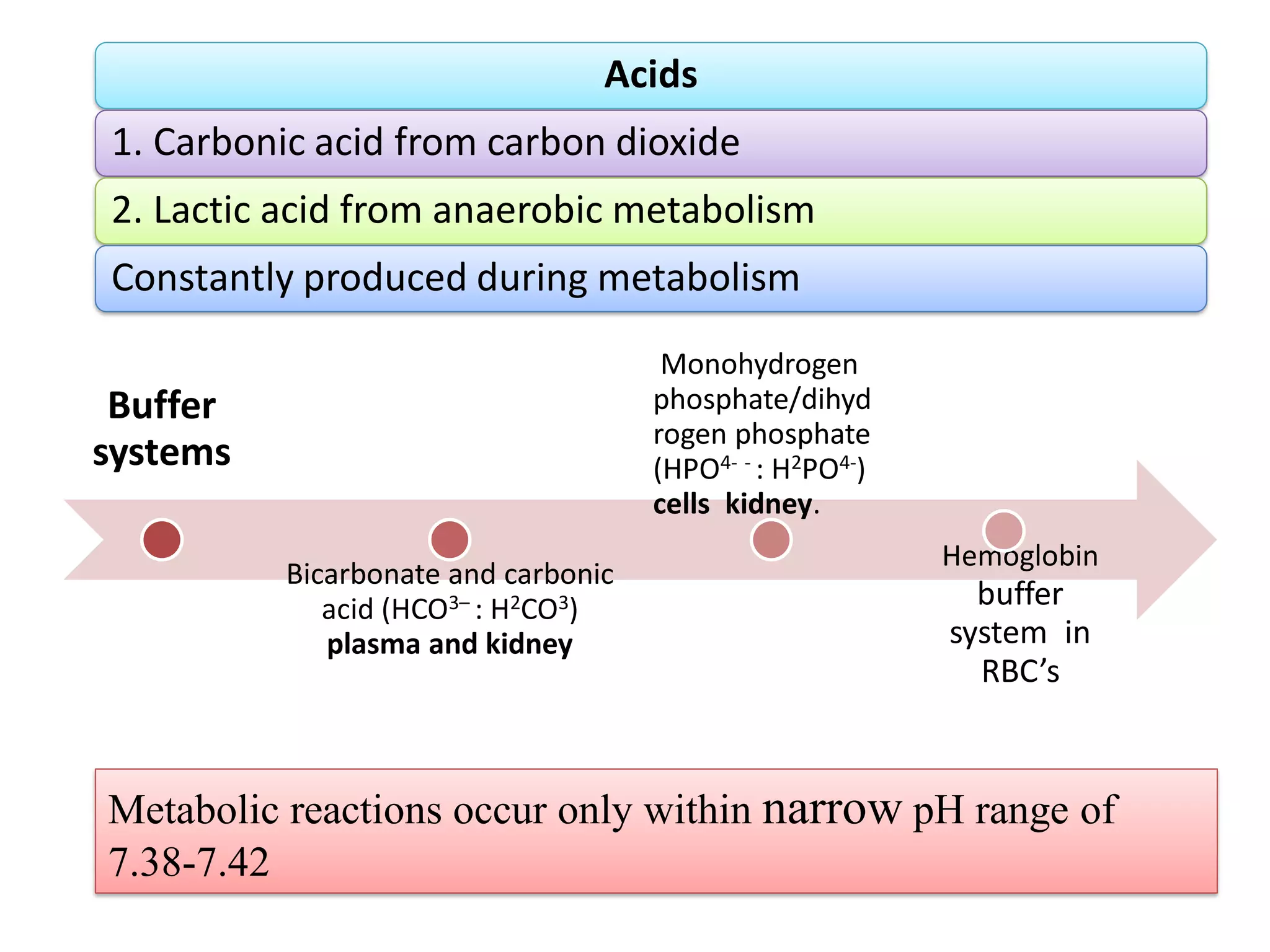 Physiological acid base balance | PDF