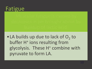Physiological adaptations to strength training visual bee - visualbee ...