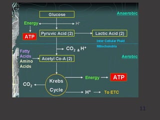 Physiological adaptations to strength training visual bee - visualbee ...
