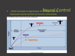 Physiological adaptations to strength training visual bee - visualbee ...