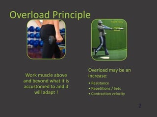 Physiological adaptations to strength training visual bee - visualbee ...