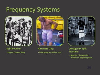 Physiological adaptations to strength training visual bee - visualbee | PPTX
