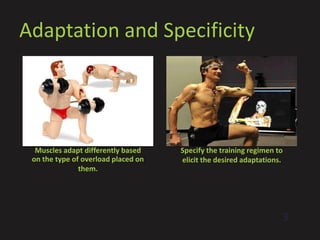 Physiological adaptations to strength training visual bee - visualbee ...