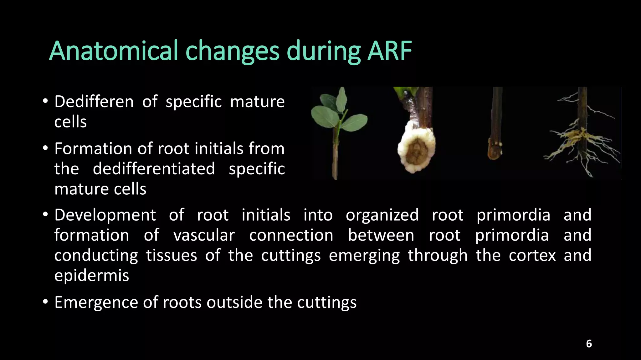 Physiological, anatomical and biochemical aspects of root | PPTX