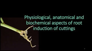 Physiological, anatomical and biochemical aspects of root | PPTX ...