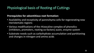 Physiological, anatomical and biochemical aspects of root | PPTX