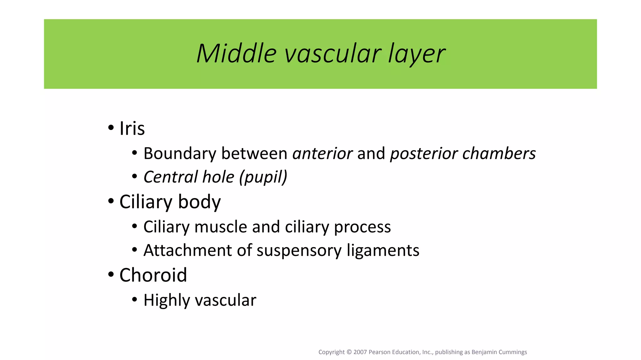 anatomy and physiology of layers of the eye | PPTX