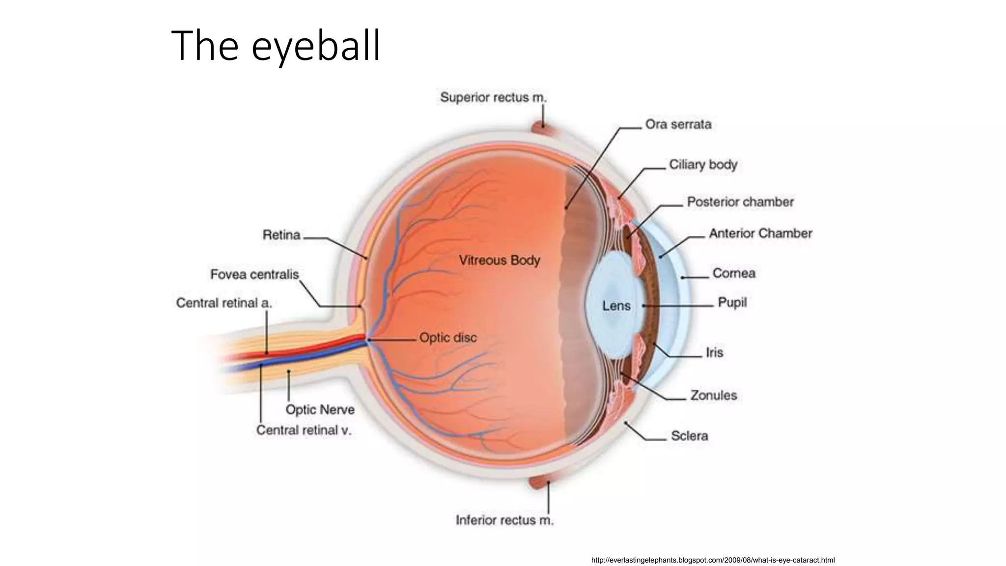 anatomy and physiology of layers of the eye | PPT
