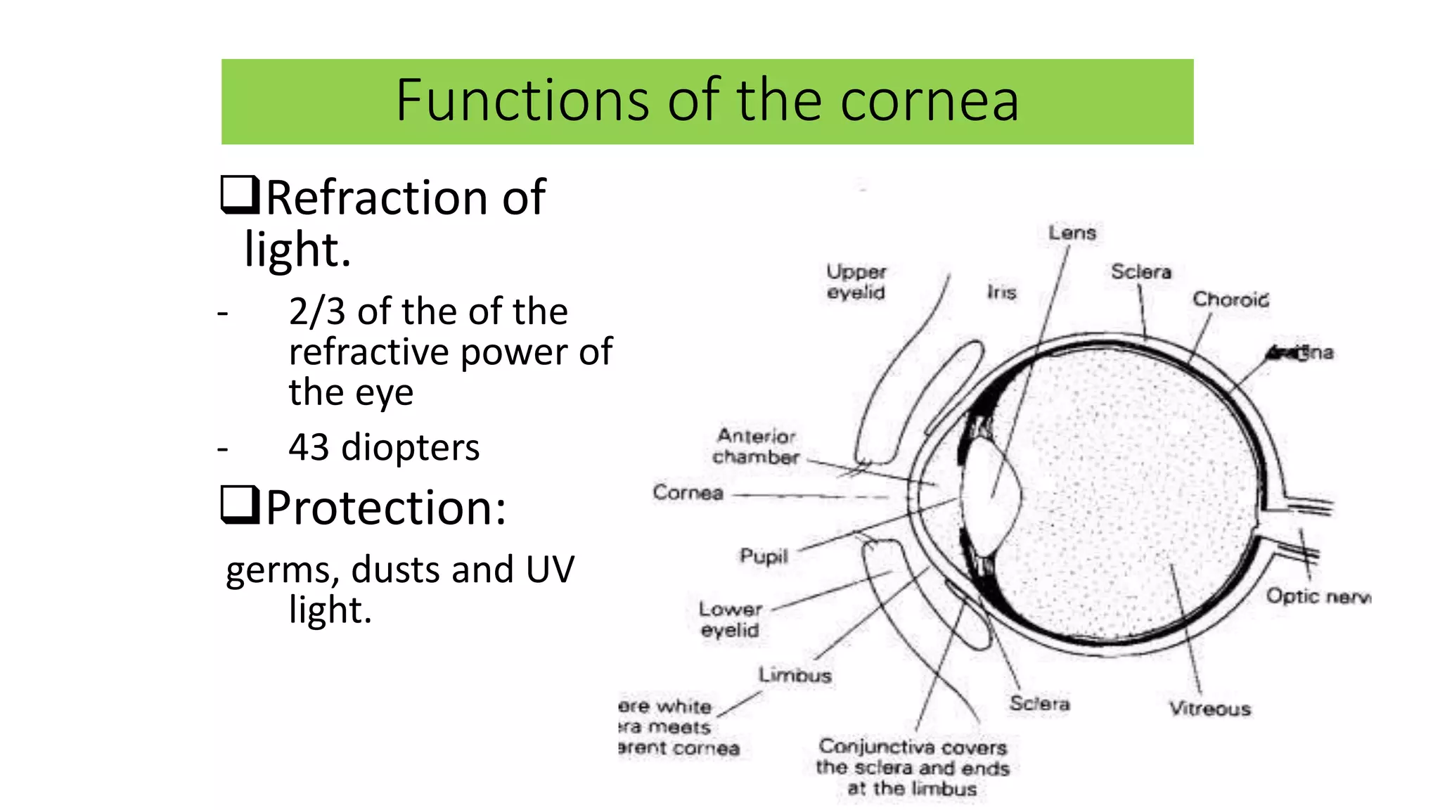 anatomy and physiology of layers of the eye | PPTX