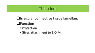 anatomy and physiology of layers of the eye | PPT