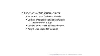 anatomy and physiology of layers of the eye | PPT