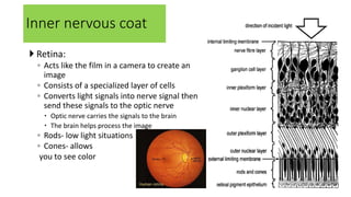 anatomy and physiology of layers of the eye | PPTX