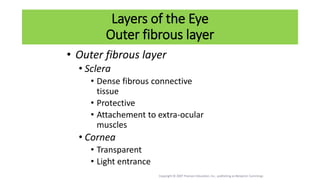 anatomy and physiology of layers of the eye | PPT