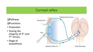 anatomy and physiology of layers of the eye | PPT