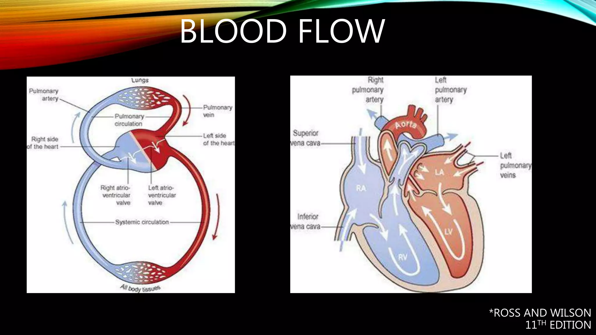 Physiological anatomy of the heart and respiratory system | PPTX