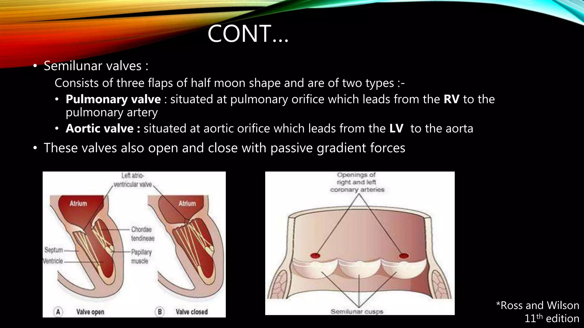 Physiological anatomy of the heart and respiratory system | PPTX