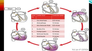 Physiological anatomy of the heart and respiratory system | PPTX
