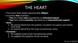 Physiological anatomy of the heart and respiratory system | PPTX