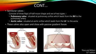 Physiological anatomy of the heart and respiratory system | PPTX