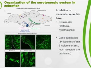 Physiological and behavioral markers of stress in zebrafish | PPTX