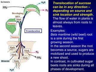 Physiological and molecular control of sink activity | PPT