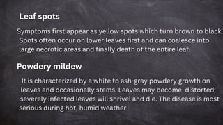 PHYSIOLOGICAL AND NUTRITIONAL DISORDERS IN FLOWER CROPS (1).pptx.pdf