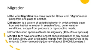 Physiological aspects of bird migration. | PPT