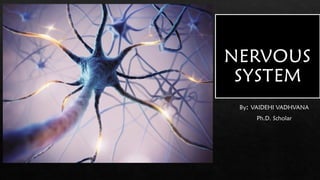 Physiological aspects of Human Nervous System | PPTX