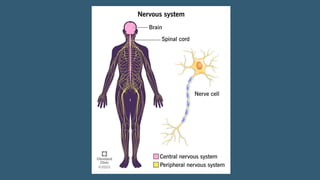 Physiological aspects of Human Nervous System | PPTX