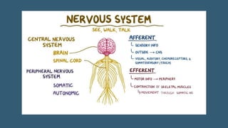 Physiological aspects of Human Nervous System | PPTX